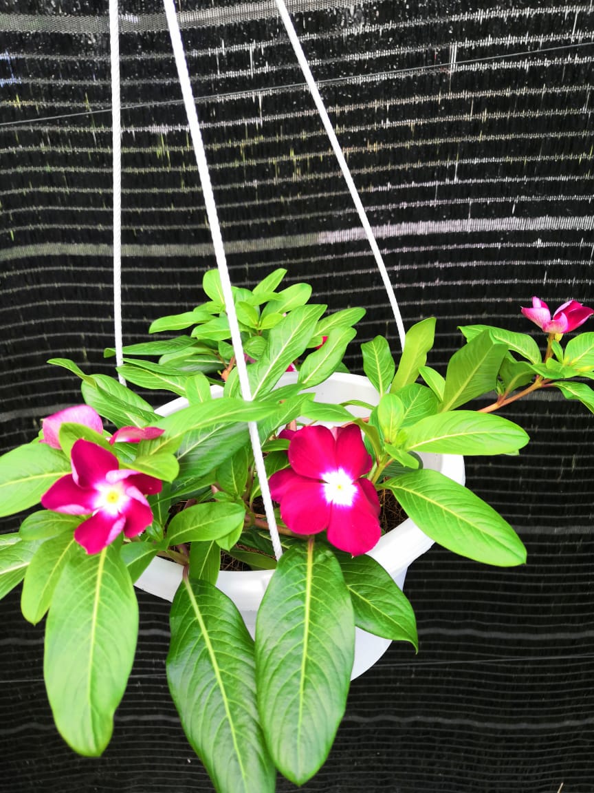 POKOK VINCA RIMBUN JUNTAI | Lazada