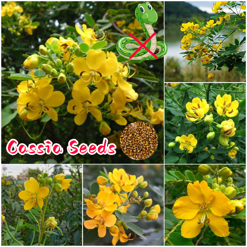 [Easy to grow in Philippines] Cassia Flower Plant Seeds Cassia Herbs Seeds for Planting (70 ...