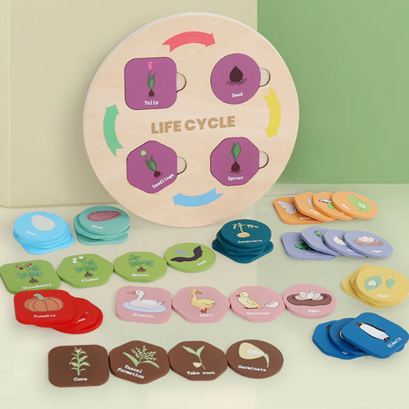 Life Cycle Board Montessori Kit Biology Science Education For Kids ...