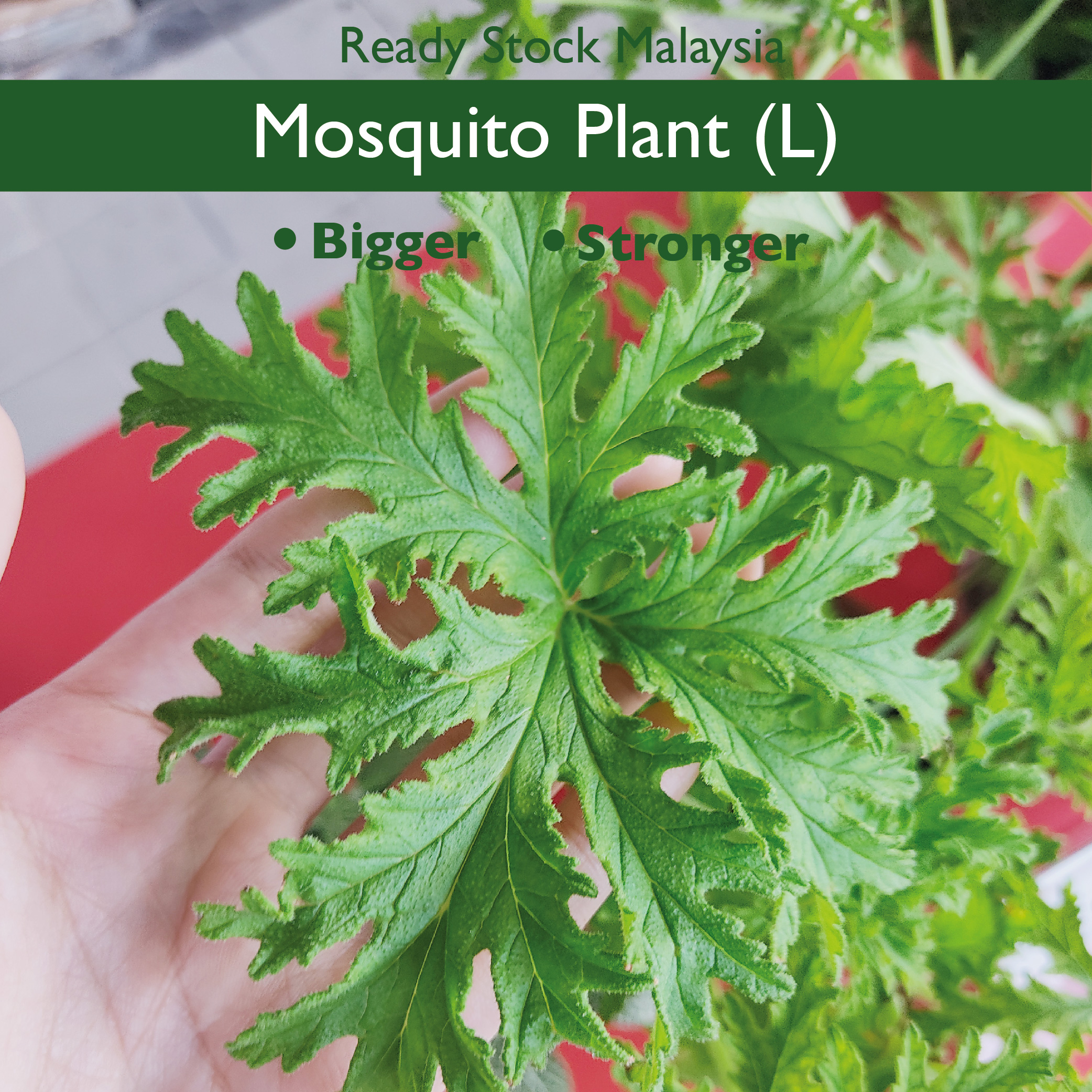 Pokok Halau Nyamuk Mosquito Plant Real Live Plant 驱蚊植物 驱蚊草 绿叶 绿植 天兰癸 ...