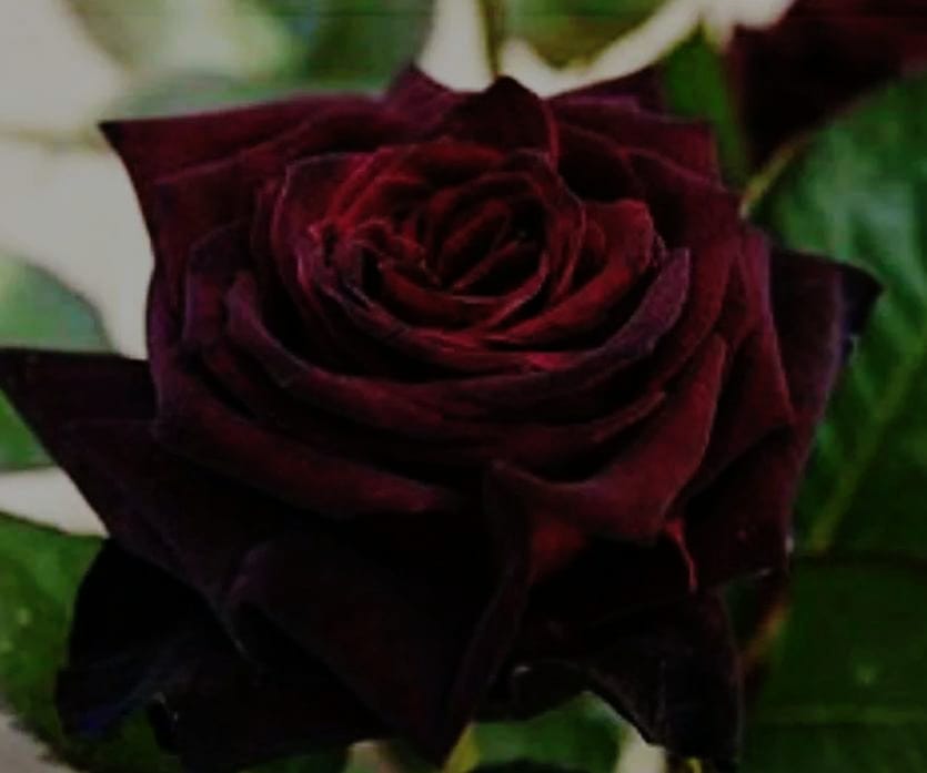 TANAMAN BUNGA MAWAR WARNA MERAH MAROON SIAP TANAM DAN SUDAH BERBUNGA ...