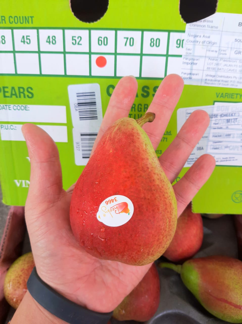 South Africa Pear Size XL (Green Packham / Red Cheeky) 5pcs | Lazada