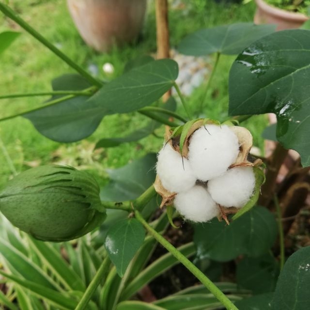 30pc Home plant cotton seed, Malaysia plant cotton EUROPE SILK White ...