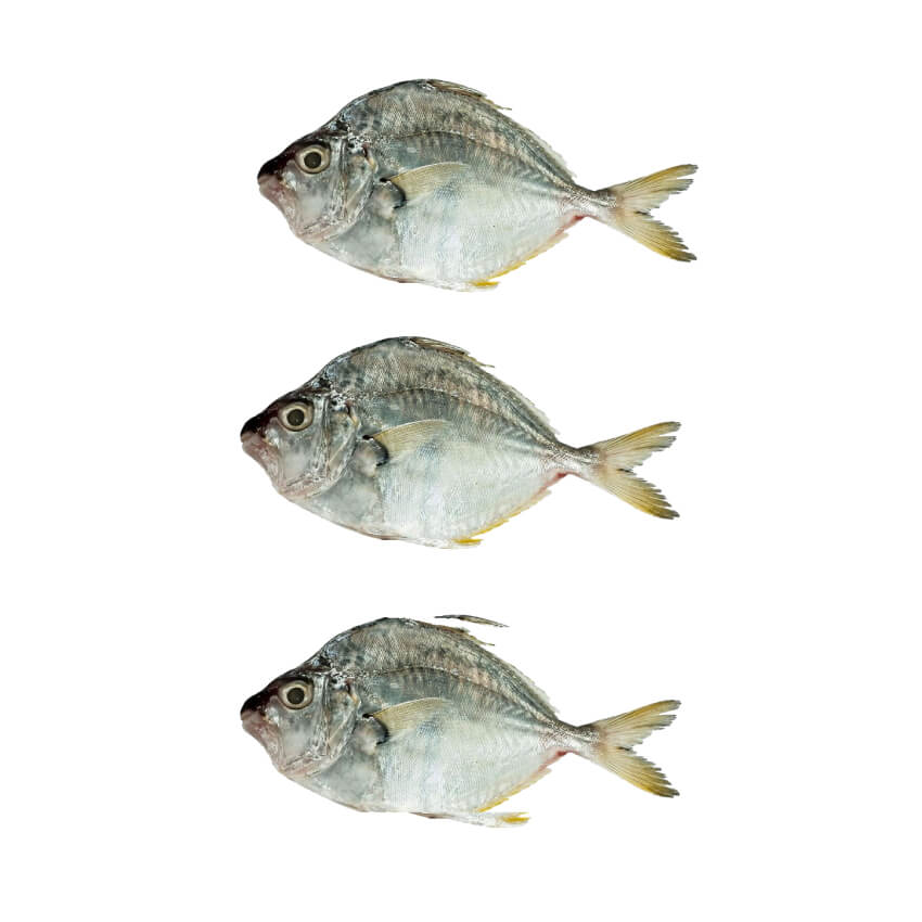 Sapsap Fish or Ponyfish Cleaned 3-5pcs (450-500g) | Lazada PH