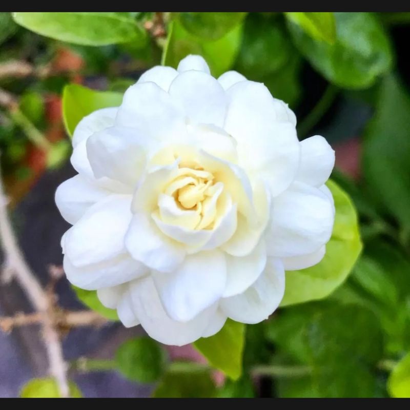 POKOK BUNGA MELUR SUSUN MURAH | Lazada