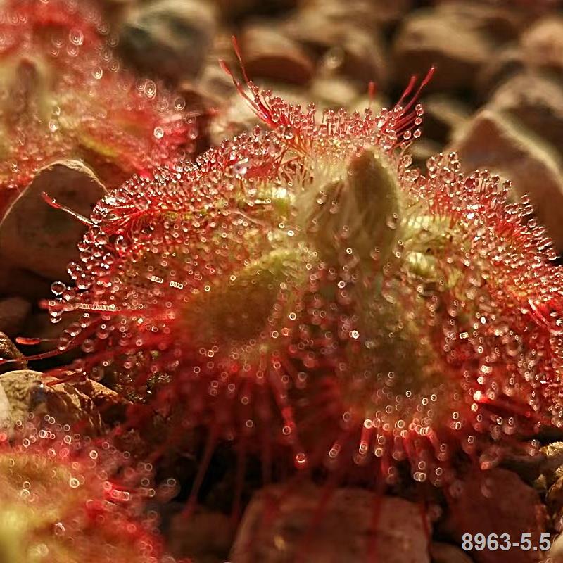 Red Jindi Luo Drosera wide-leaf Cape of Good Hope Cannibal flower seeds ...