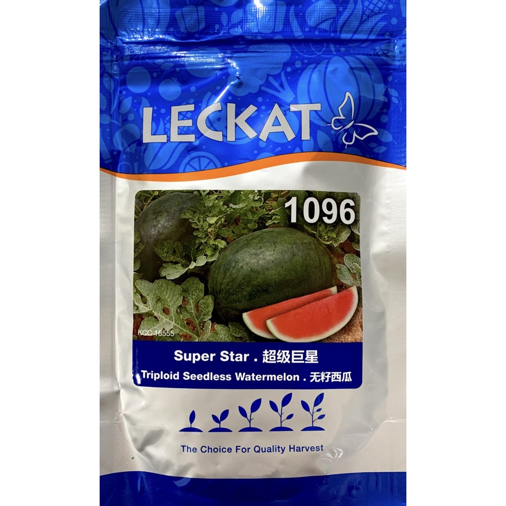 Benih Tembikai Merah Super Star 1096 Triploid Seedless Watermelon ...