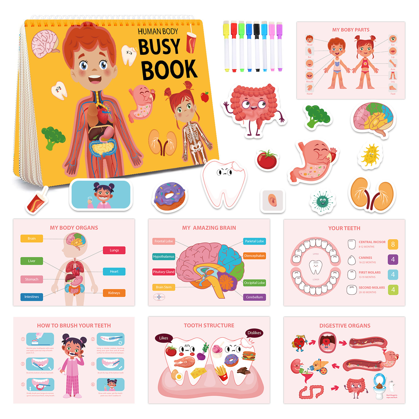 Human Body Education Numbers and Letters Learning Interactive Human ...