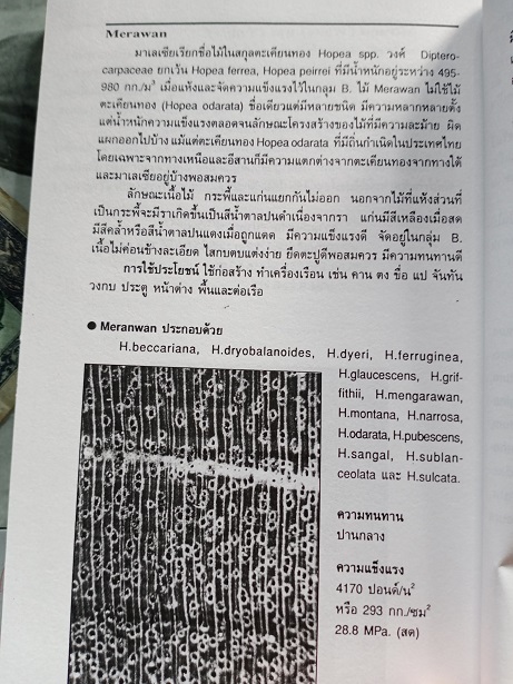 ไม้ตะเคียน(Wood) ขนาด2"X12"ชื่อไม้ MERAWAN WOOD มีสีเหลืองขาวนวลแกมชมพู ...