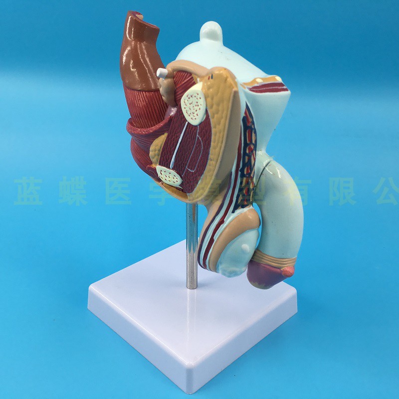 Male Genital Anatomy Model Lesion Genital Model Male Urinary System ...