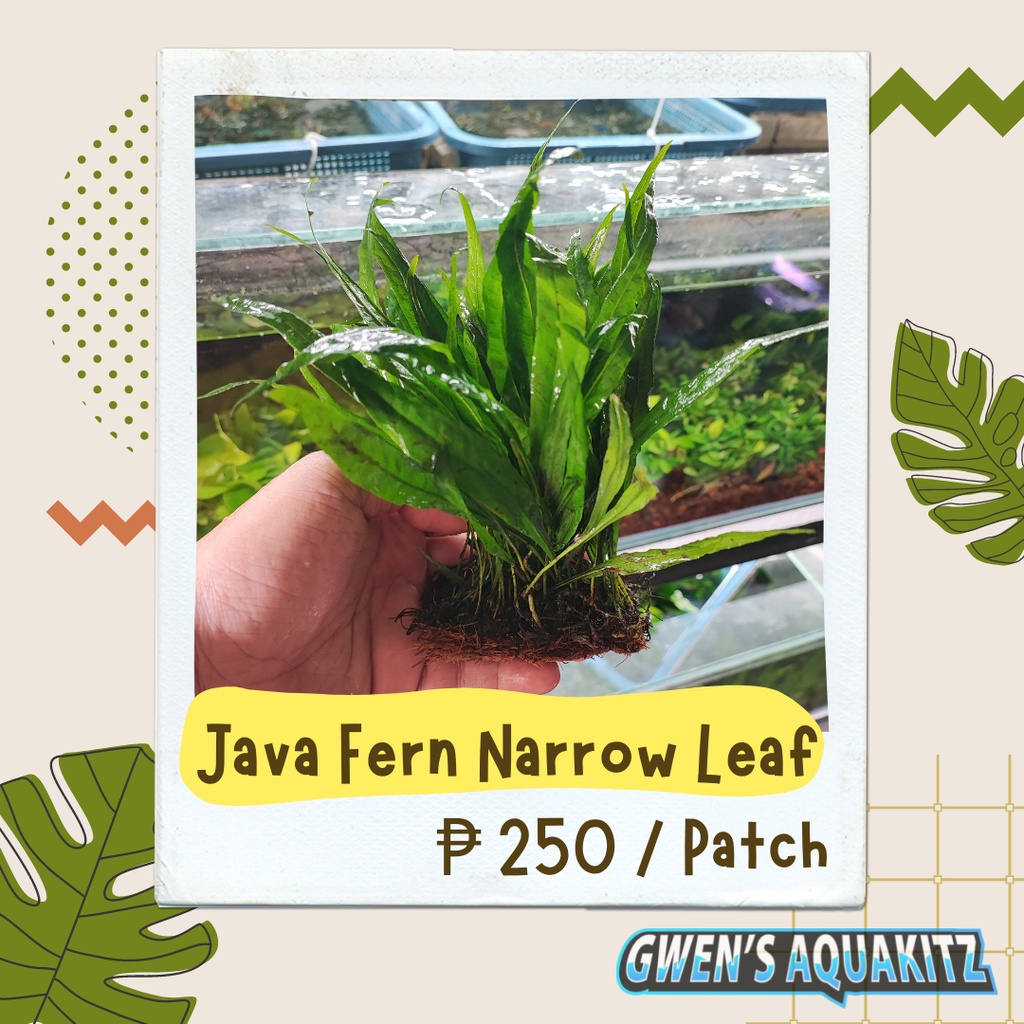 Java Fern, Narrow Leaf, Windelov Fern - Aquatic Ferns | Lazada PH