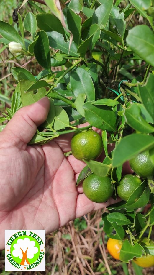 Fruit Tree - Anak Pokok Limau Kasturi/ Pokok Limau Nipis 酸柑树苗 /Citrus ...