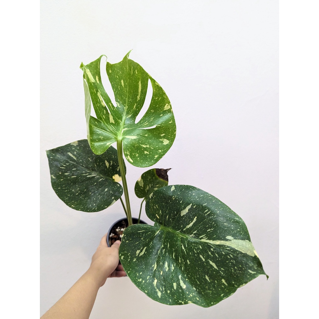 Chậu cây Thaicons (Monstera Thai Constellation) - Cây kiểng, cây cảnh ...