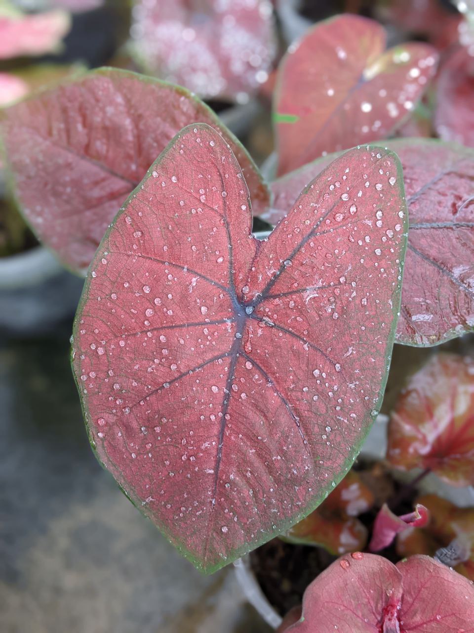 Caladium Avatar - Exotic and Beautiful House Plant | Lazada Singapore