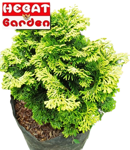 Cemara inoki mini kuning - golden nymph hinoki cypress - Hebat Garden ...