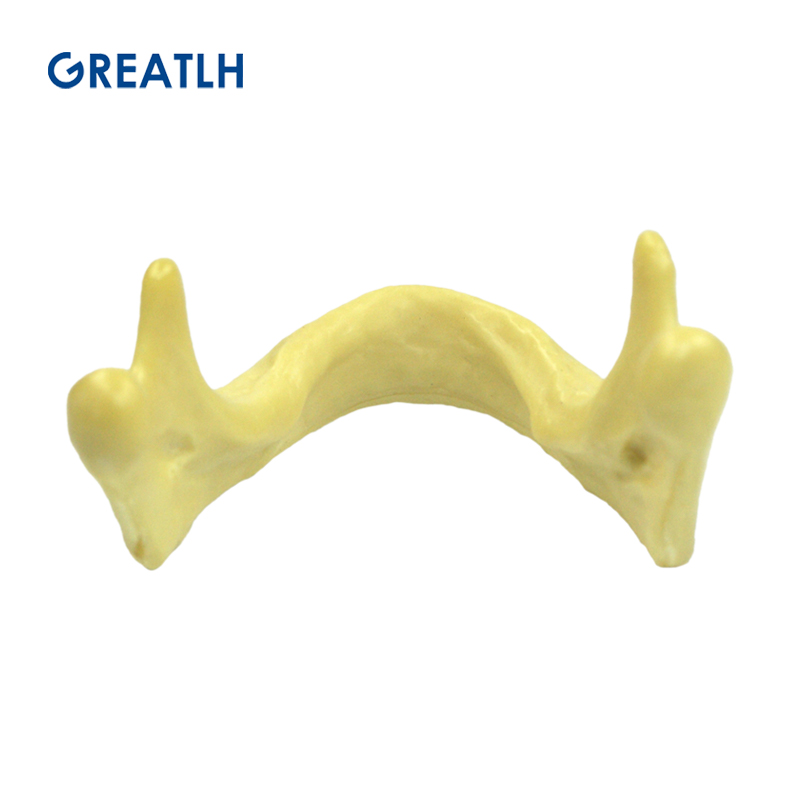 【High-quality】Dental Lower Jaw Model Mandibular Implant Model Dental ...