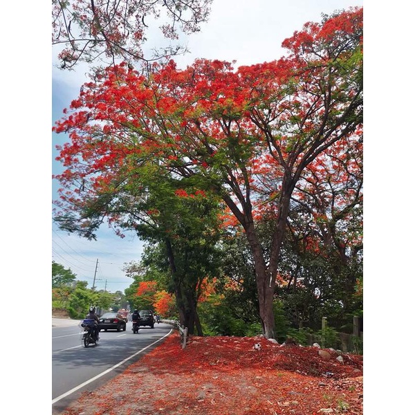 Buy three bags and get eight free(Not Plants) Fire Tree Seeds, Flame ...