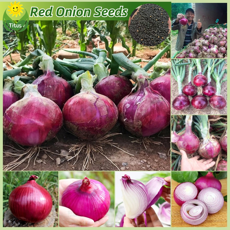 100% Legit Fresh Organic Red Onion Seeds for Planting Vegetables ...
