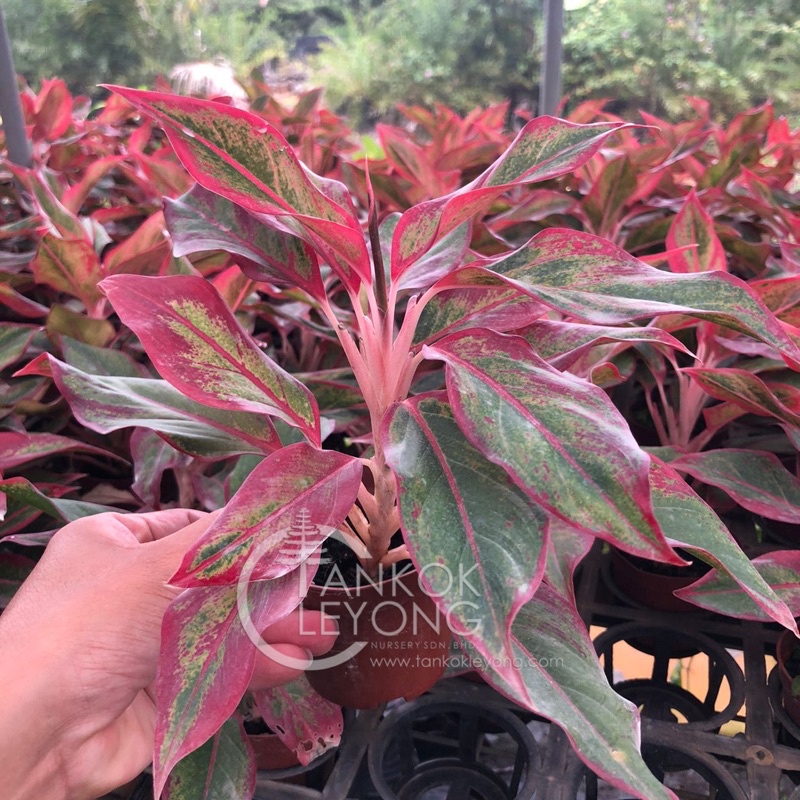 TKL - Aglaonema Red Gold/ Siam Aurora Red Plant 万年红粗肋草 | Lazada