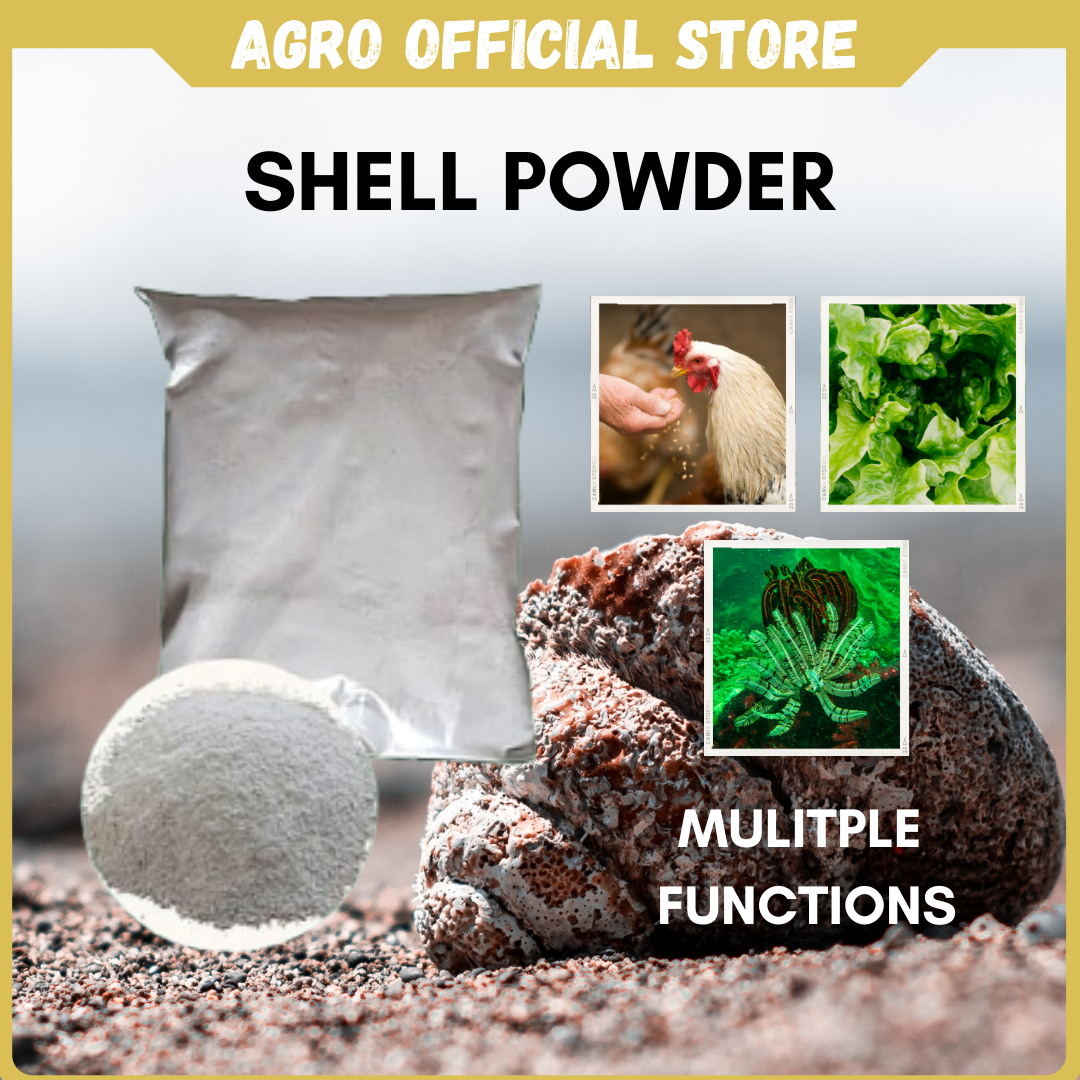 Conch Cameo Shell Powder 贝壳粉 (1kg) | Lazada