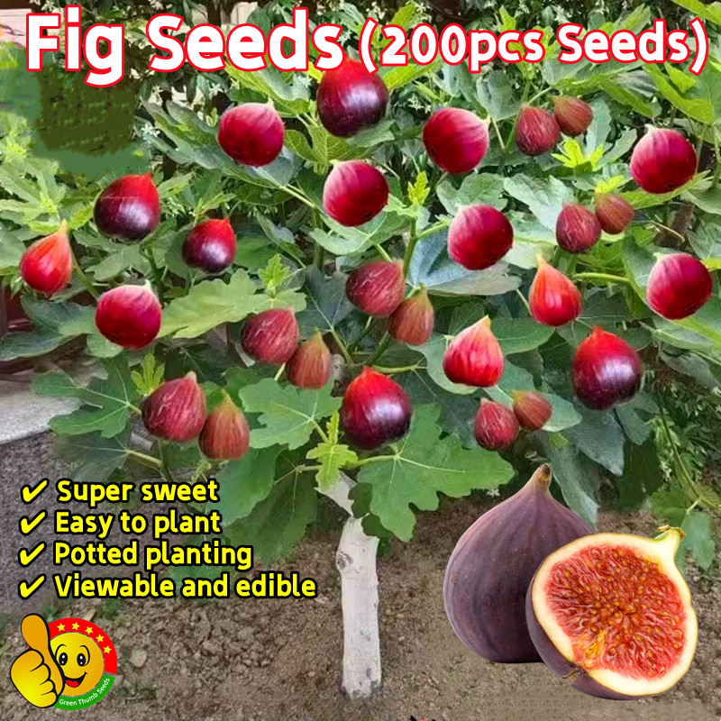 100% Original Sweet Fig Seeds for Sale (Fresh 200pcs Seeds) Biji Buah ...