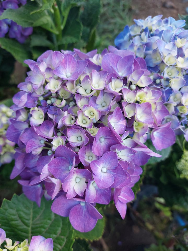 Milflores or Hydrangea Macrophylla (Purple) with FREE white plastic pot ...