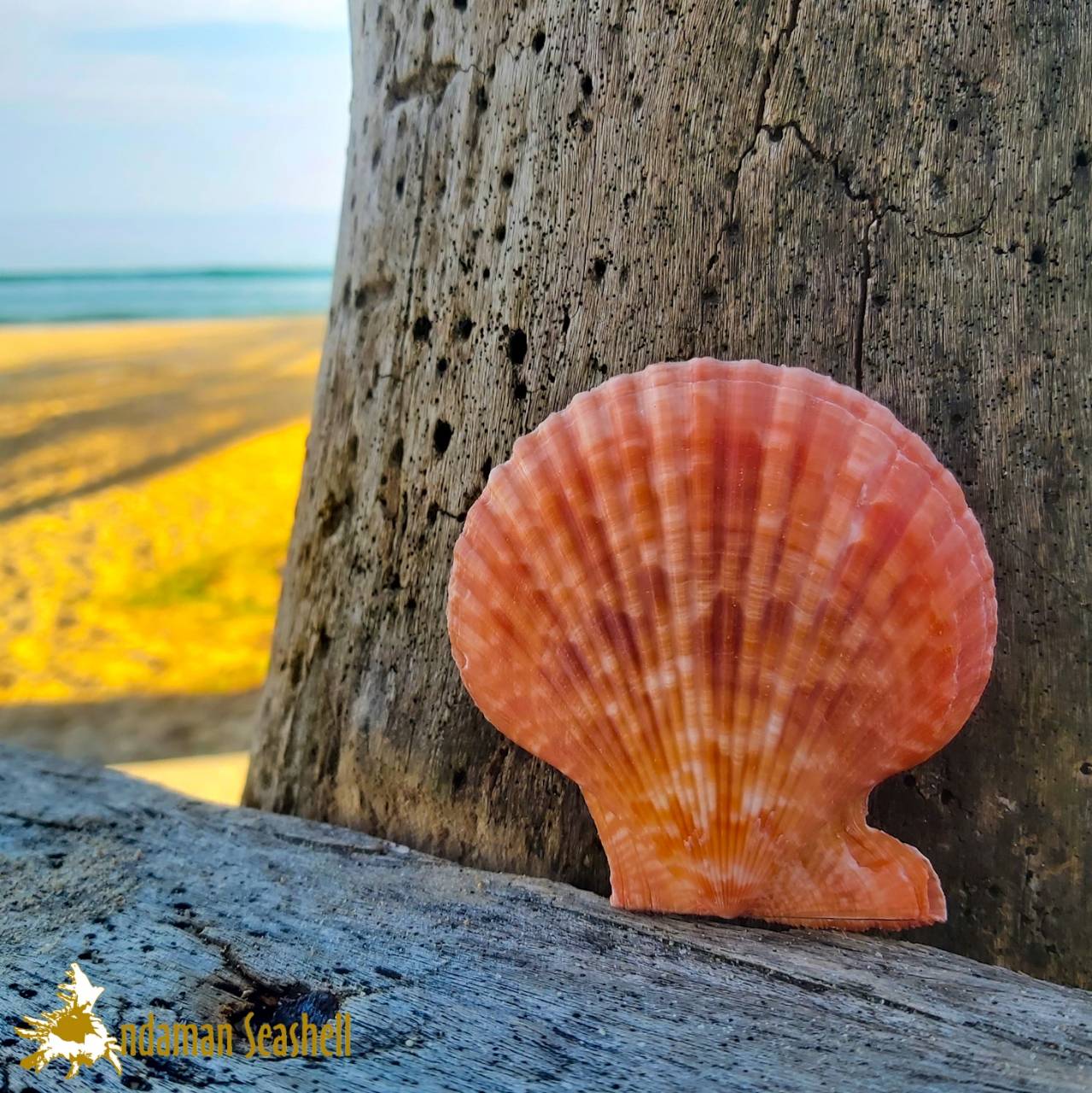 Andaman seashell เปลือกหอย หอยเชลล์สี (Chlamys nobilis) | Lazada.co.th