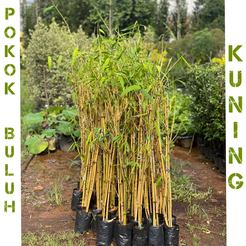 Pokok Buluh kuning thai murah / pokok Buluh kuning | Lazada