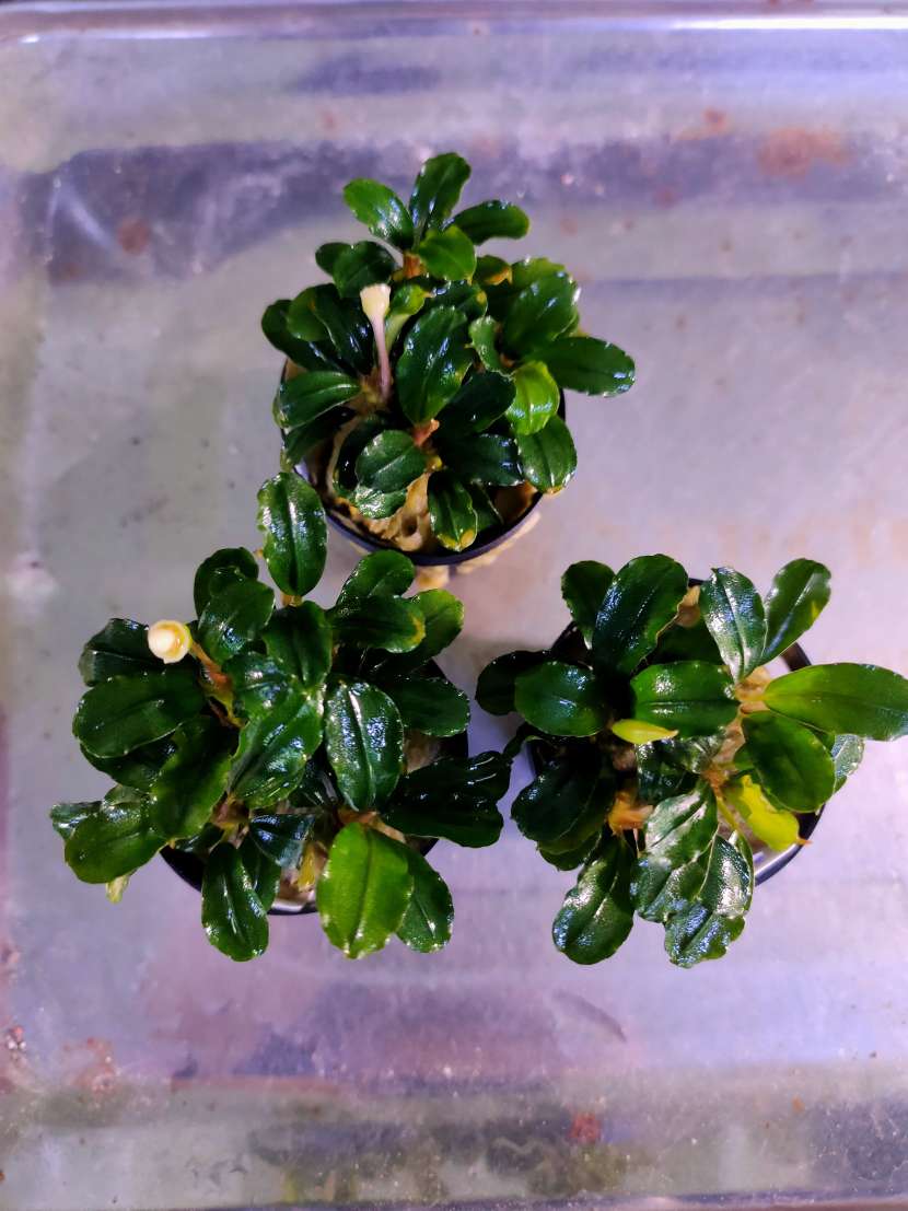 Bucephalandra Bucep Brownie Helena Aquatic Plant | Lazada