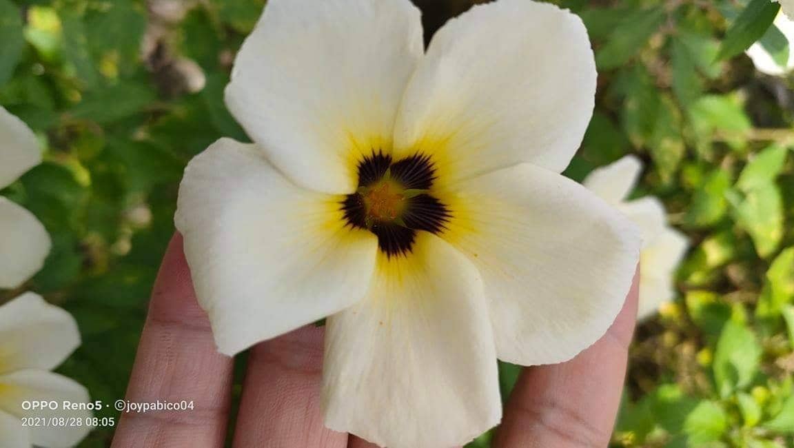 TURNERA SUBULATA WHITE BUTTERCUP SULPHUR ALDER WHITE ALDER OR ...