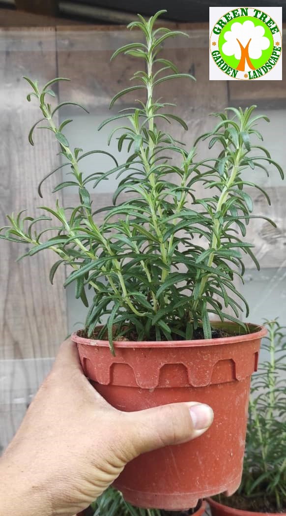 Herbs - Rosemary Plant 迷迭香/Celery/Daun Sup 芹菜/Polygonum Minus/Pokok ...