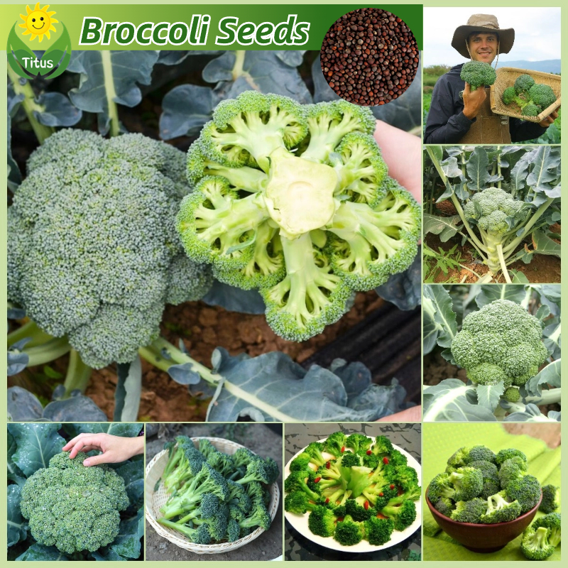 100% Legit Organic Broccoli Seeds for Planting (150pcs/pack) Broccoli ...