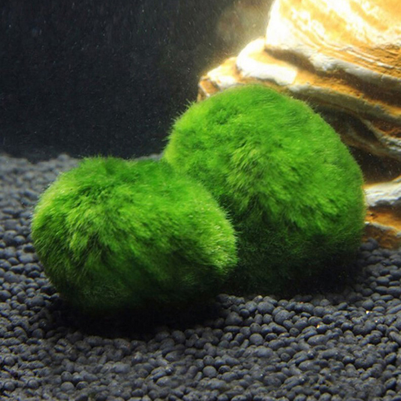 3-4cm Marimo Moss Balls Live Aquarium Plant Algae Fish Shrimp Tank ...
