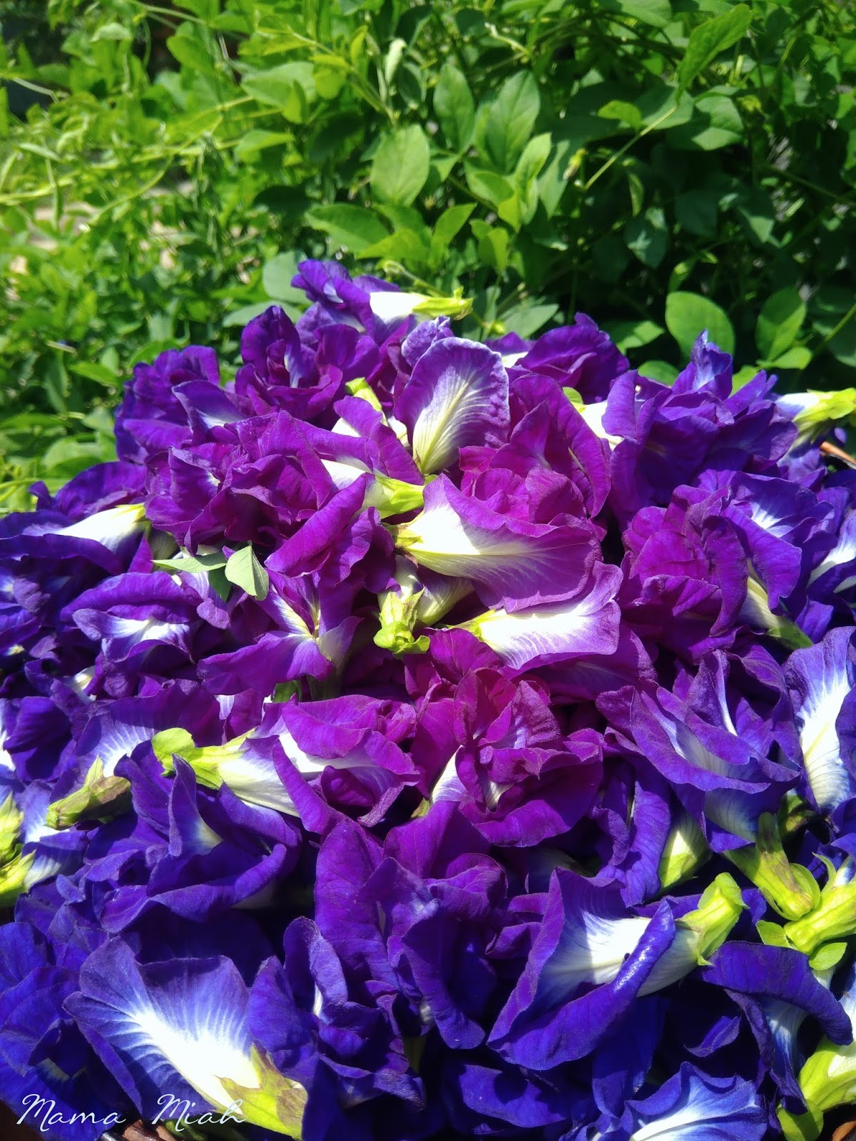 Blue Ternate Seeds Herb Plants | Lazada PH