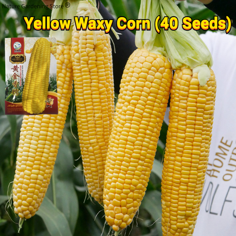 Super Sweet Waxy Corn Seeds for Planting - High Yield Organic Non-GMO ...