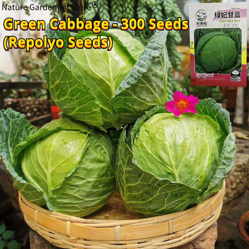 Fresh Organic Repolyo Seeds for Planting (300 Seed) High Yield F1 ...