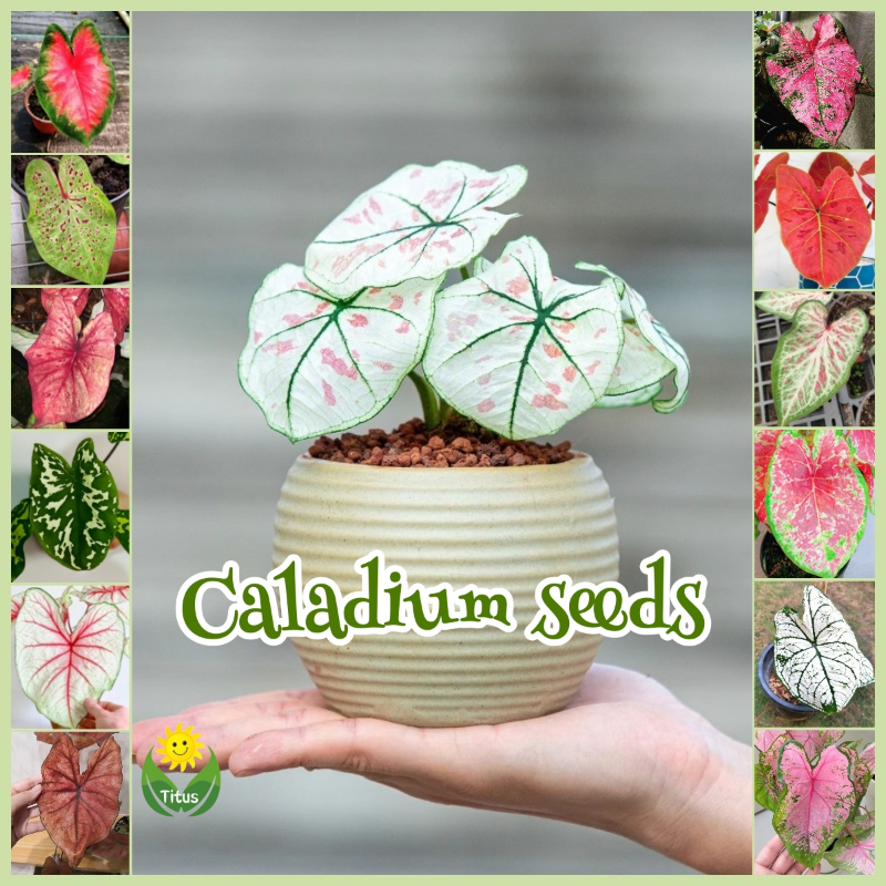 [Easy to grow in Malaysia] Rare Caladium Seeds for Sale (100pcs - Mixed ...