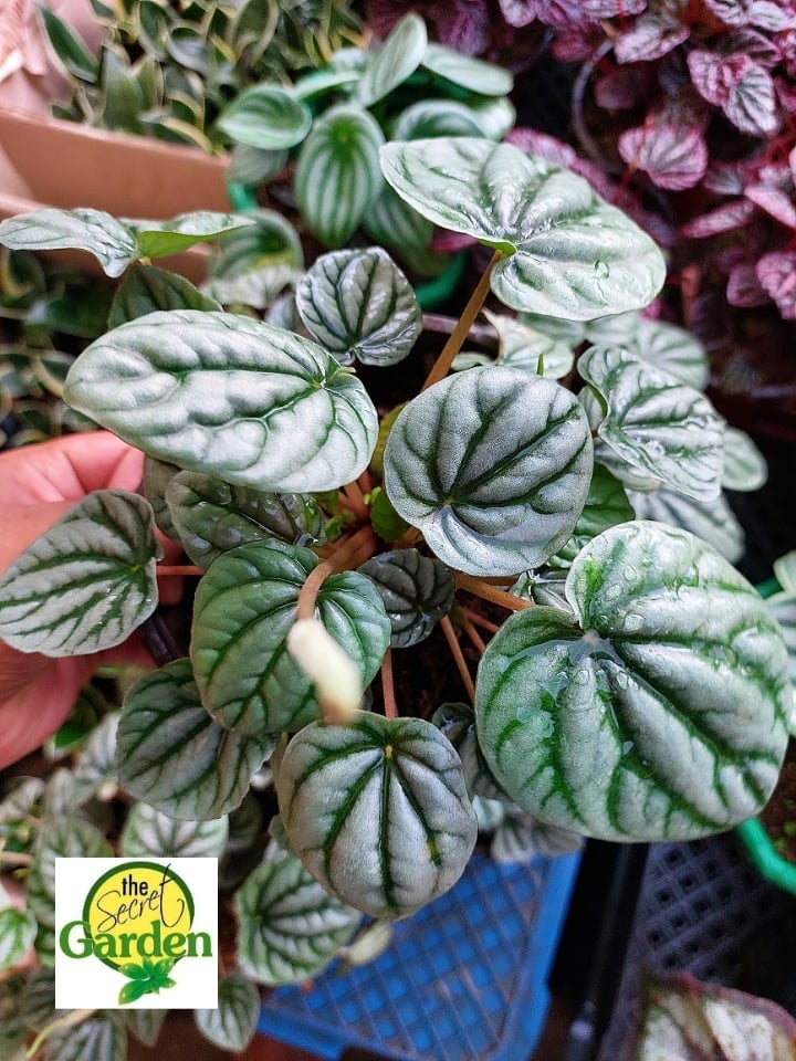 Peperomia Silver Frost with FREE plastic pot, and garden soil (Semi ...