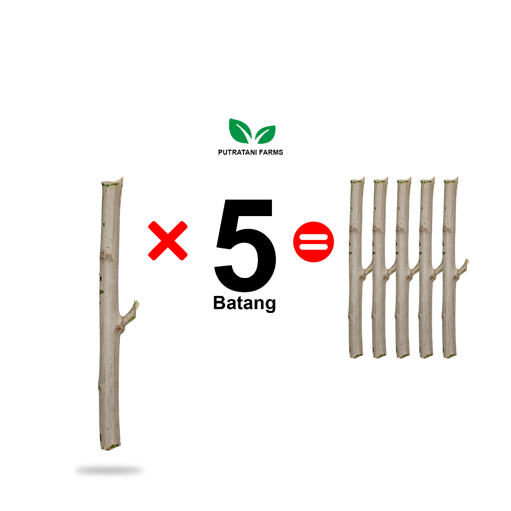 Keratan Batang Moringa (Moringa oleifera) Pokok Kelor (20 cm) | Lazada