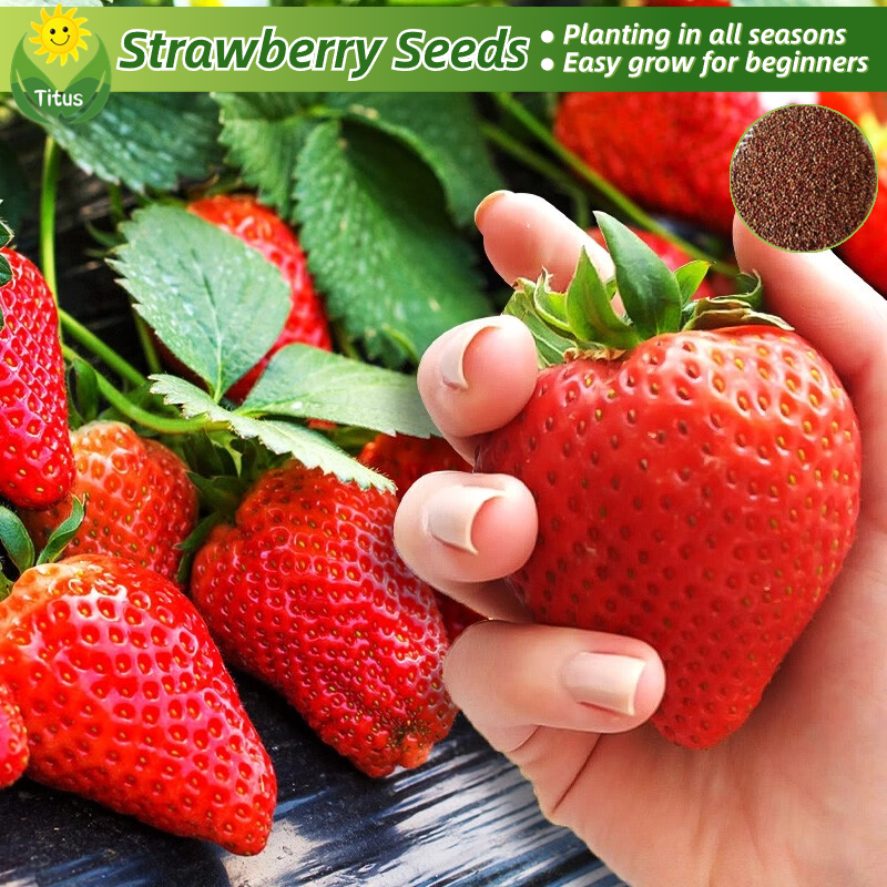 100% Legit Bonsai Strawberry Seeds for Planting & Gardening (500pcs ...