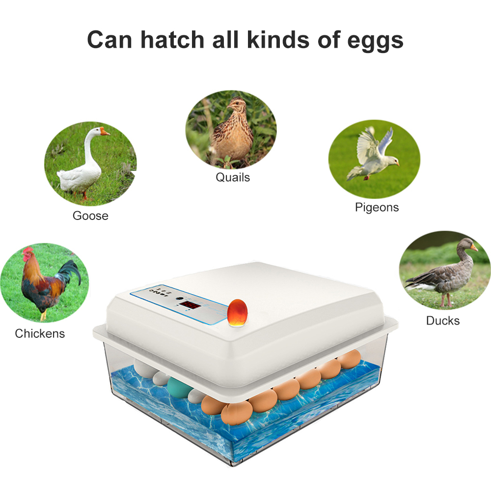 【World Supermarket 2021】20 Incubator Brooder Bird Quail Chick Hatchery ...