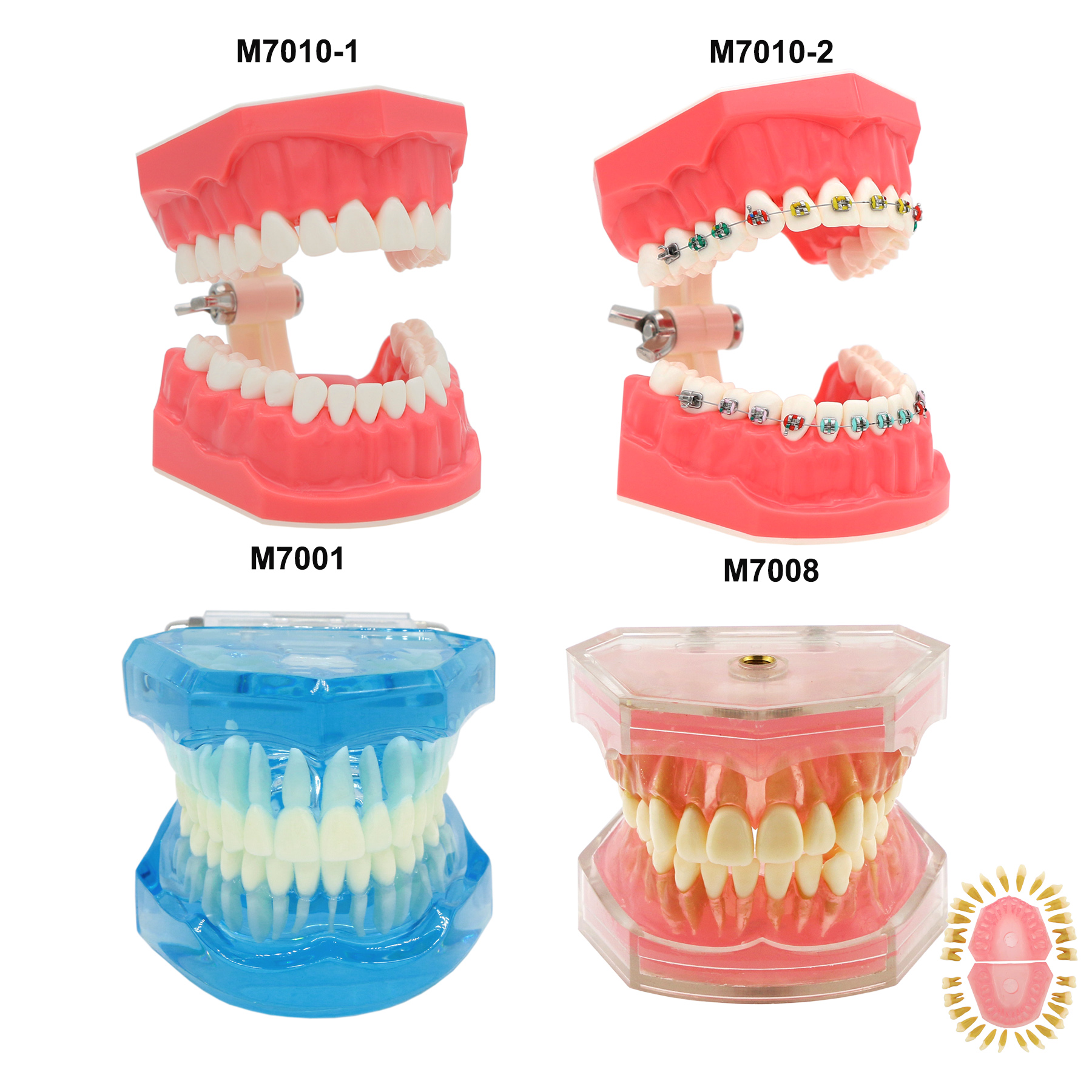 【High-quality】Dental Teeth Model Dental Teaching Models Implant Model ...