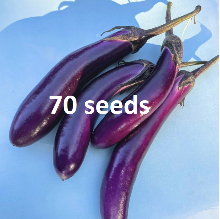 talong / eggplant seeds - 20pesos per pack - condor seeds - plant seed ...
