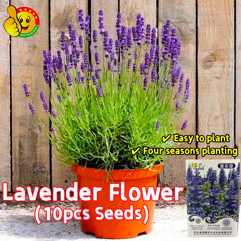 100% Original Lavandula Seeds for Sale (Fresh 10pcs Seeds) 薰衣草种子 Benih ...