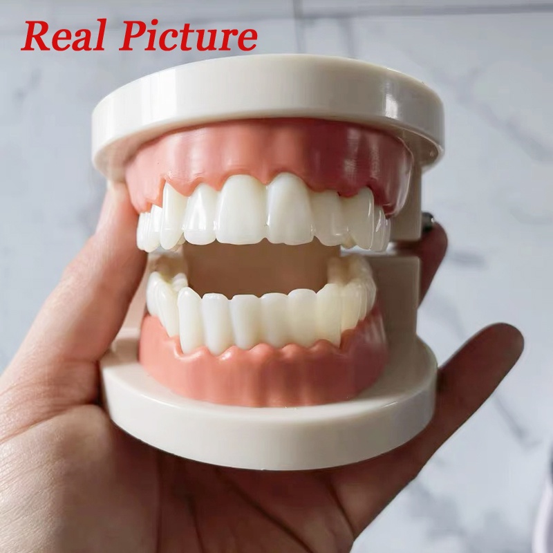 Toddler Tooth Brushing Teaching Tool Early Education Tooth Model ...