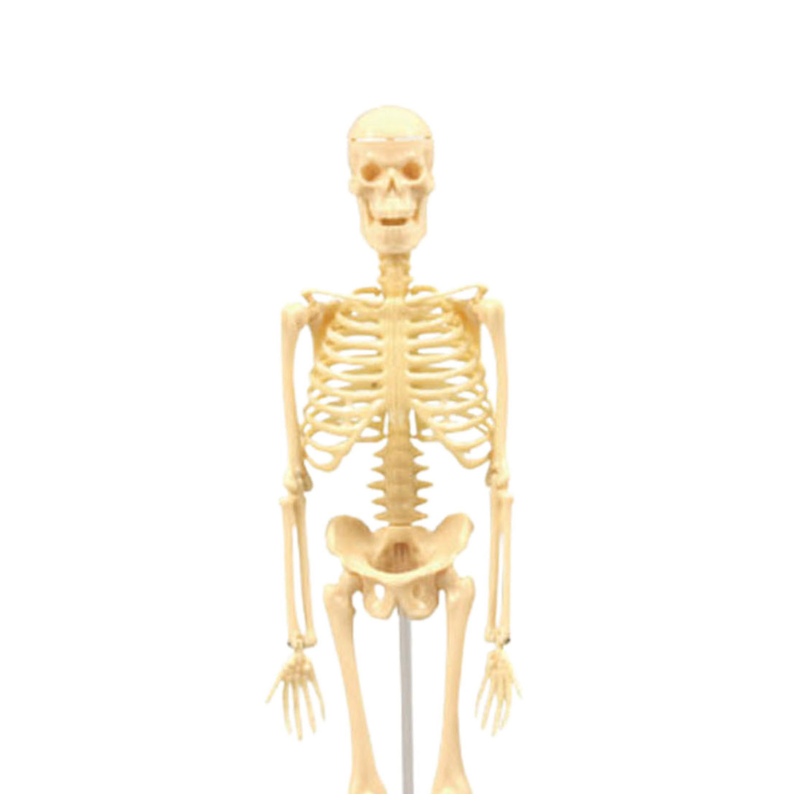 【EcoDealsq】Skeleton Model Practical Ability Smooth Biological Learning ...