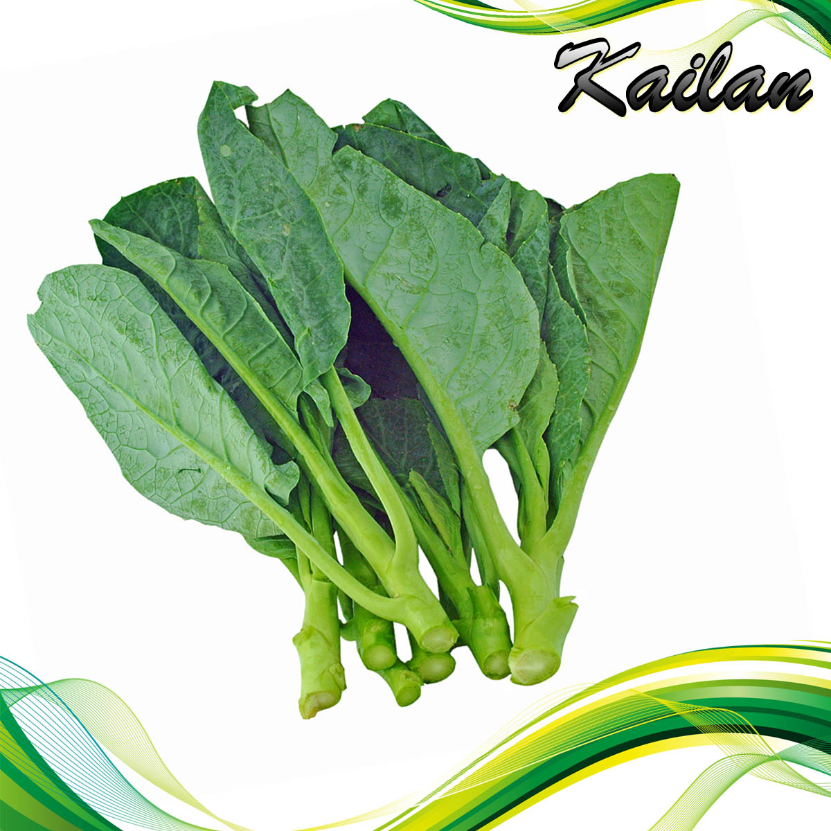 BIJI BENIH SAYURAN THAILAND | VEGETABLE SEEDS | Lazada