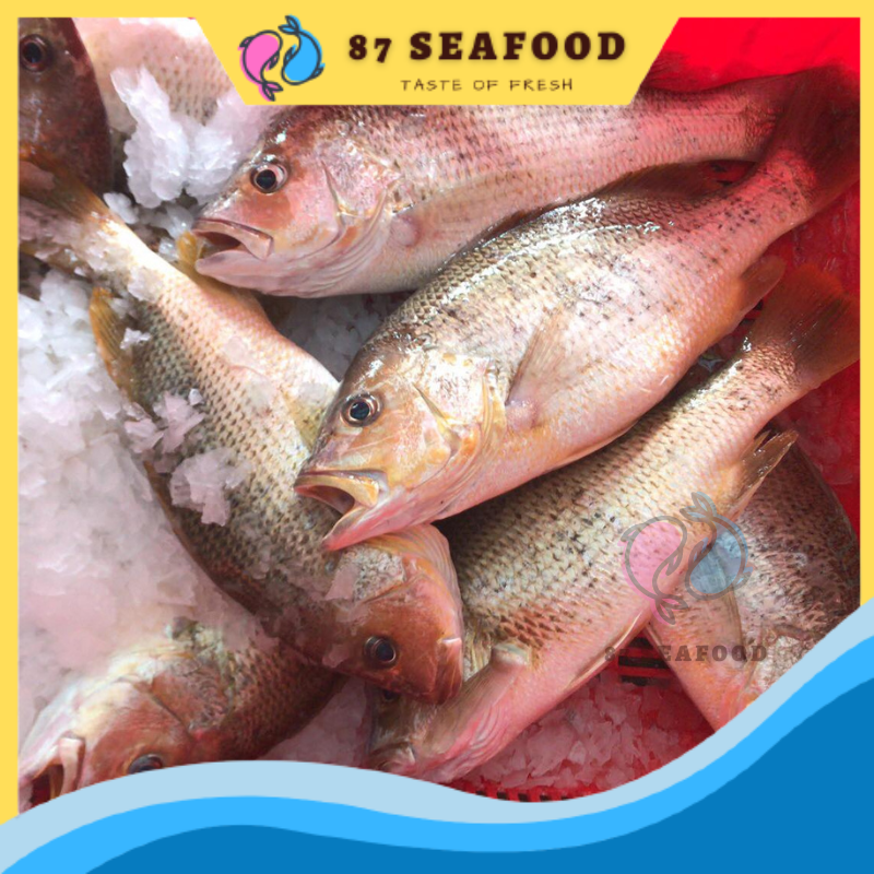 87 Seafood Local Wild Caught Fresh Golden Snapper Fish ( 450 g ...