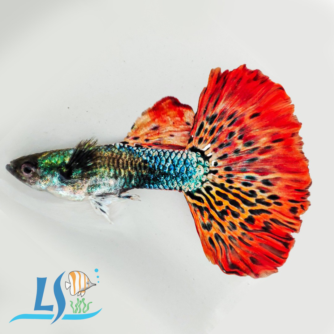 Ikan Guppy Red Dragon Guppy Fish 1 Pair Male Female by LS Aquatic | Lazada