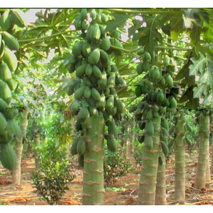 10seeds Rock Sugar Papaya Seed High-yield Fruit Seed Red Heart Milk ...